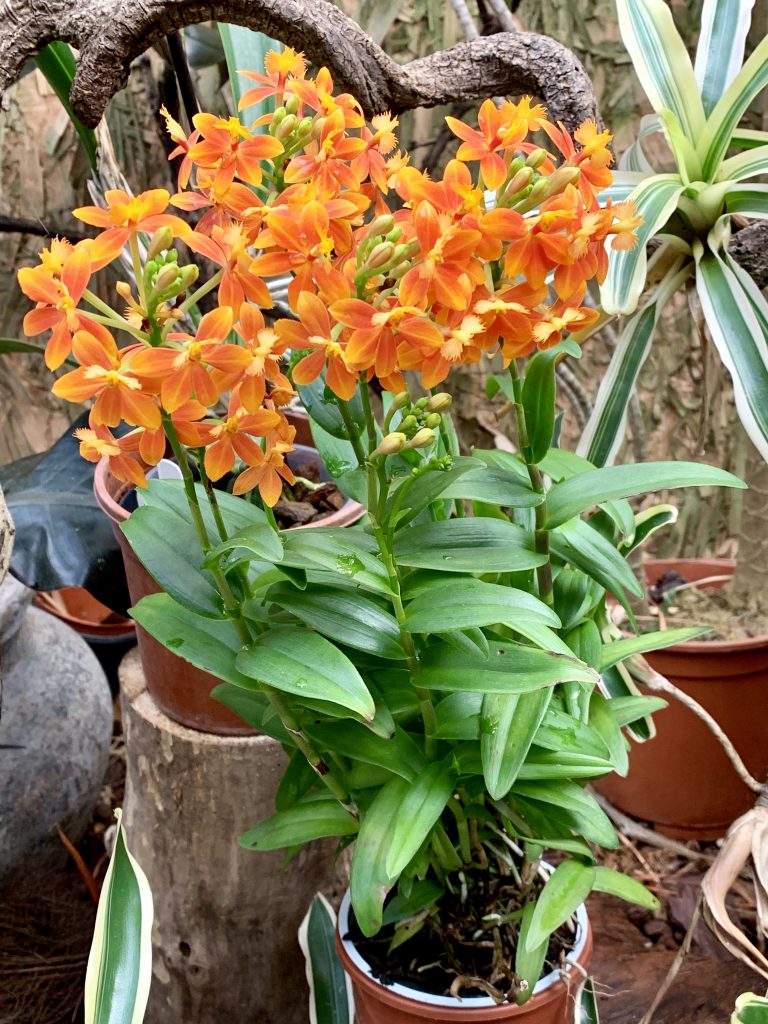 Excursie 20 april 2019 - Orchideeënvereniging 't Gooi
